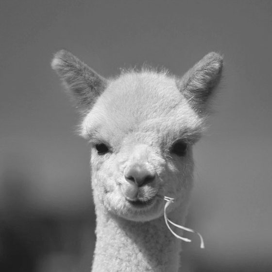 Bio Alpaka Wolle | Kult-Design-Unikate